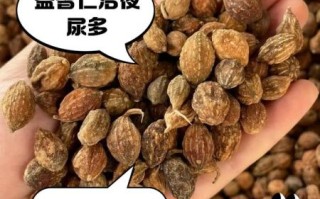 益智仁泡水用几粒_益智仁泡水一次放多少