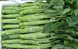广东青菜种类图片大全_有哪些常见品种