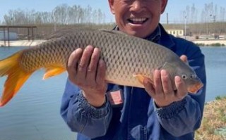 黄河鲤鱼多少钱一斤_正宗黄河鲤鱼价格