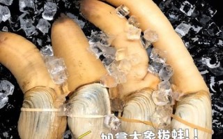 象拔蚌我爱曹仁妻_是什么梗