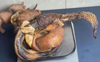 动物鞭功效_哪种动物鞭最好