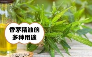 香茅精油驱蚊效果怎么样_香茅精油怎么使用