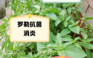 罗勒叶的功效与作用_罗勒叶怎么吃