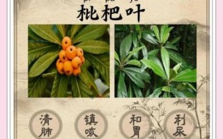 枇杷叶的功效与作用_枇杷叶怎么泡水喝
