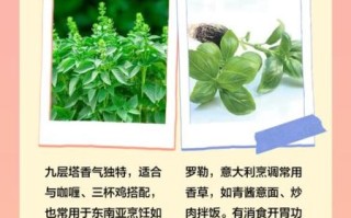 九层塔和罗勒的区别_罗勒和九层塔哪个更香
