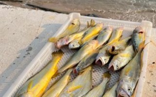 野生大黄鱼价格_为什么几十万