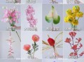 如何识别各种花的图片_常见花卉名称大全