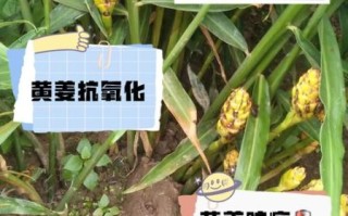 姜黄的功效与作用有哪些_姜黄怎么吃效果最好