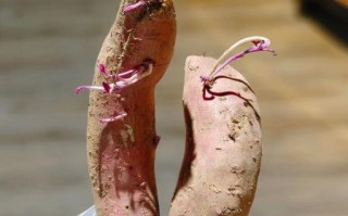发芽红薯去掉芽能吃吗_红薯发芽后有毒吗