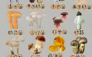 食用菌图片及名称大全_如何快速识别常见品种