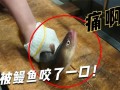 鳗鱼咬人吗_被鳗鱼咬伤怎么办