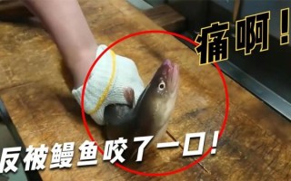鳗鱼咬人吗_被鳗鱼咬伤怎么办
