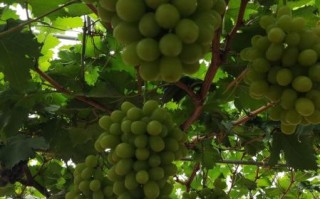 葡萄图片大全大图_如何挑选高清葡萄壁纸