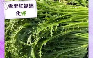 雪里红开水烫第二天能吃吗_怎么保存不变质