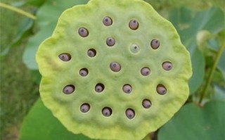 莲蓬乳是什么原因造成的_怎么预防