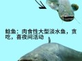 鲶鱼是什么鱼_鲶鱼是淡水鱼吗