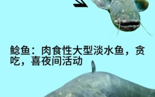鲶鱼是什么鱼_鲶鱼是淡水鱼吗