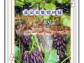 蓝宝石葡萄为什么不建议种_蓝宝石葡萄种植风险