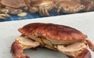 面包蟹怎么清理内脏_面包蟹内脏清理步骤