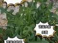 苦菜子泡水喝的功效_苦菜子泡水怎么喝才有效
