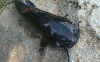 二根胡须的鲶鱼叫什么_常见品种与特征