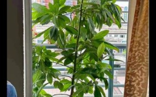 牛油果树几年结果_如何在家盆栽牛油果