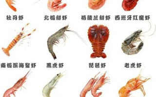 海虾种类图片大全_如何区分常见海虾