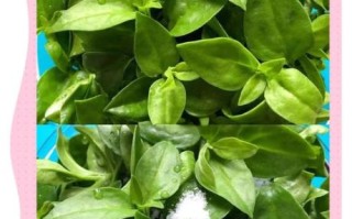 穿心莲怎么炒好吃_穿心莲凉拌要不要焯水