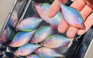 鳑鲏鱼多少钱一斤_鳑鲏鱼价格行情