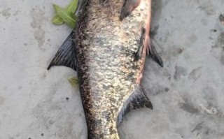 鳙鱼图片大全_鳙鱼长什么样