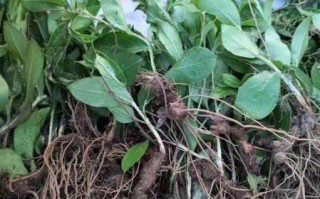 苍术图片大全大图_苍术长什么样