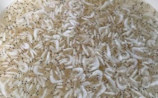 虾皮粉怎么做_虾皮粉保存多久