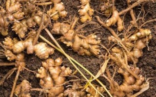 沙姜长什么样_沙姜图片大全哪里找