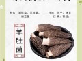 羊肚菌的功效与作用_羊肚菌的营养价值高吗