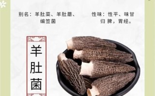 羊肚菌的功效与作用_羊肚菌的营养价值高吗