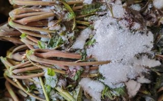 咸香椿怎么做好吃_咸香椿的保存方法