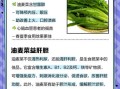 油麦菜的功效与作用有哪些_油麦菜怎么吃最营养