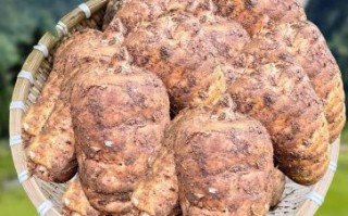 天麻长什么样子_新鲜天麻图片特征