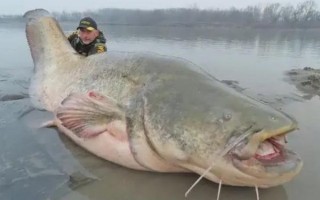 鲶鱼国宝是什么_鲶鱼国宝图片怎么拍