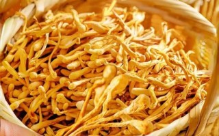 虫草花怎样吃效果最好_虫草花最佳食用方法