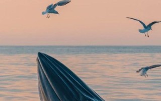 鲸鱼图片高清_如何拍摄高清鲸鱼照片