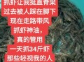 河虾怎么养才不会死_抓回来的河虾怎么养活