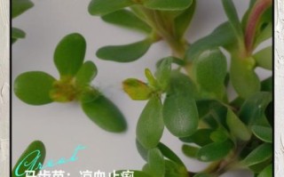 马齿菜哪些人不能吃_马齿菜禁忌人群