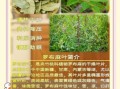 罗布麻叶的功效与作用_罗布麻叶的禁忌有哪些