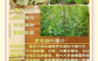 罗布麻叶的功效与作用_罗布麻叶的禁忌有哪些