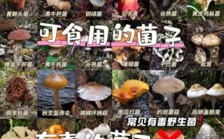 常见可食用蘑菇种类有哪些_如何辨别毒蘑菇