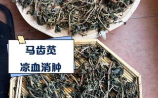 马苋菜的功效与作用_马苋菜怎么吃最好