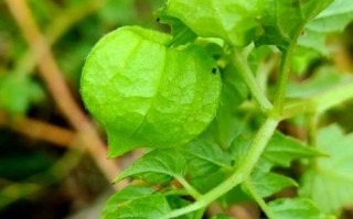 灯笼草图片大全_灯笼草长什么样