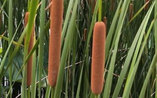 蒲棒能吃吗_蒲棒怎么吃