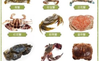 螃蟹种类大全_高清大图怎么拍